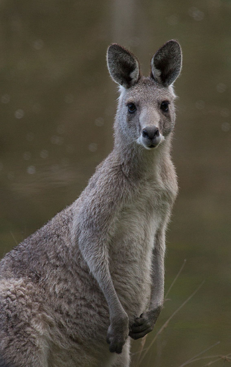 Animals — by Alice Hunter, wildlife and landscape photographer
