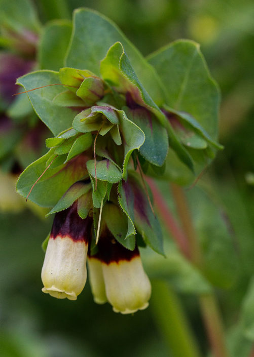 Sunny Spring in Sicily: a floral wonderland - Alice Hunter Photography