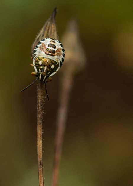Invertebrates — by Alice Hunter, wildlife and landscape photographer
