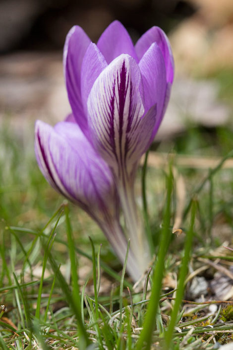 The Island of Corsica in Spring - Alice Hunter Photography