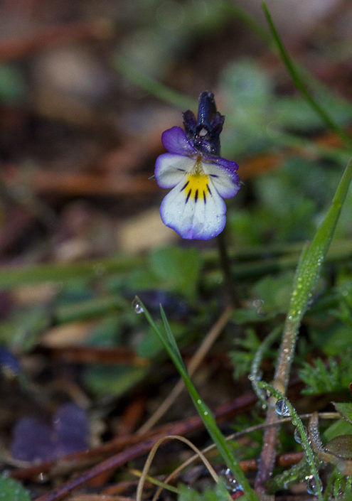 The Island of Corsica in Spring - Alice Hunter Photography
