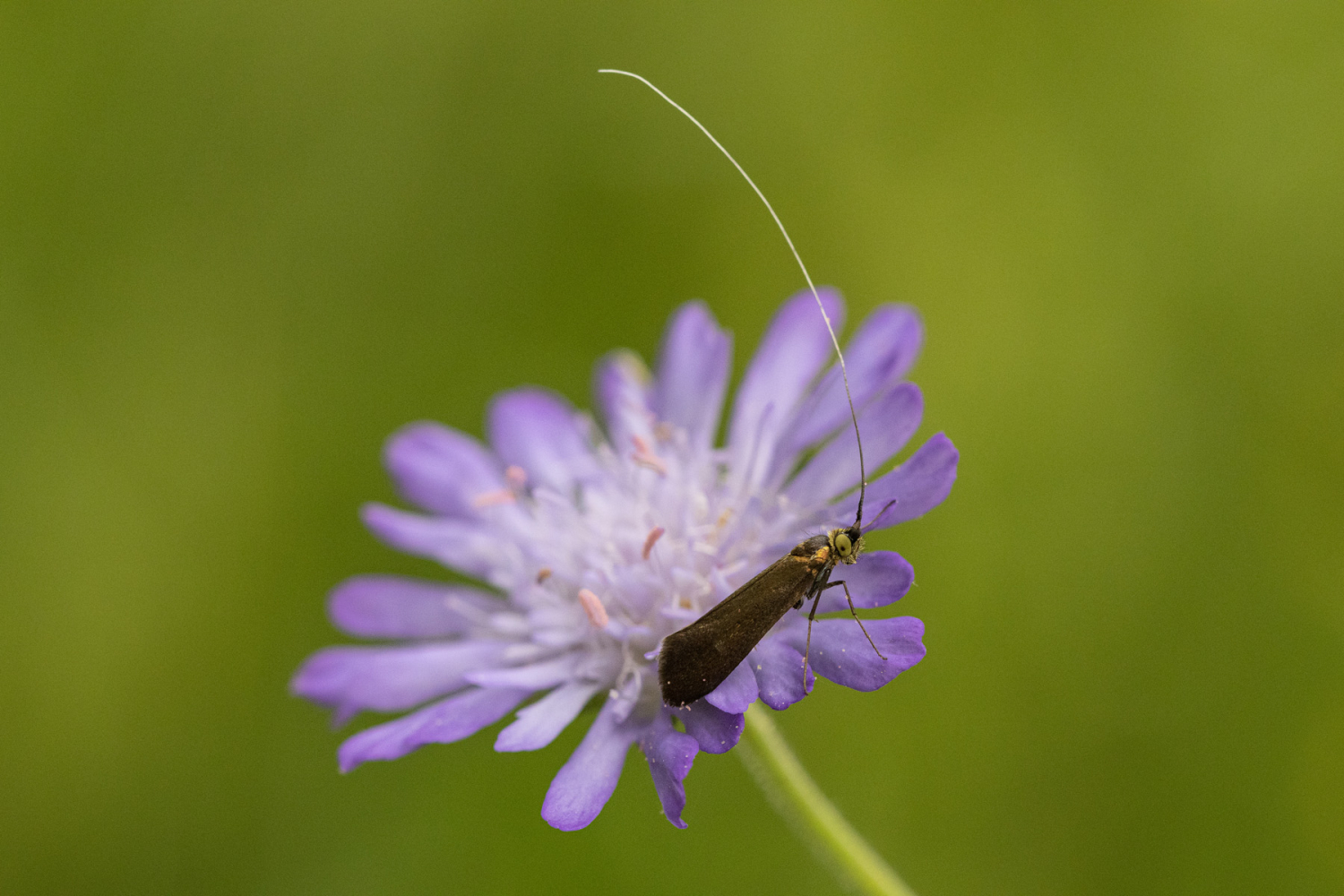 A Mediterranean Macro Safari - Alice Hunter Photography