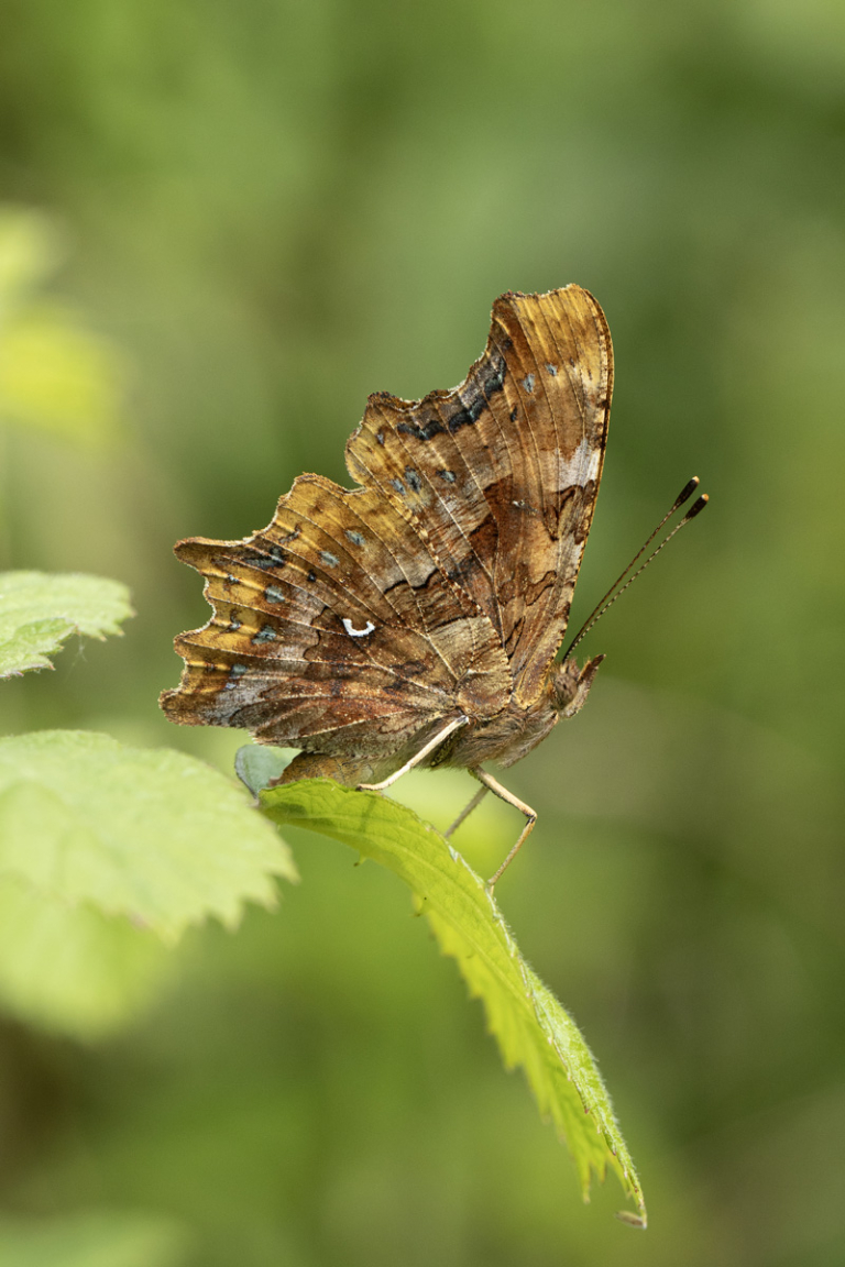 A Mediterranean Macro Safari - Alice Hunter Photography