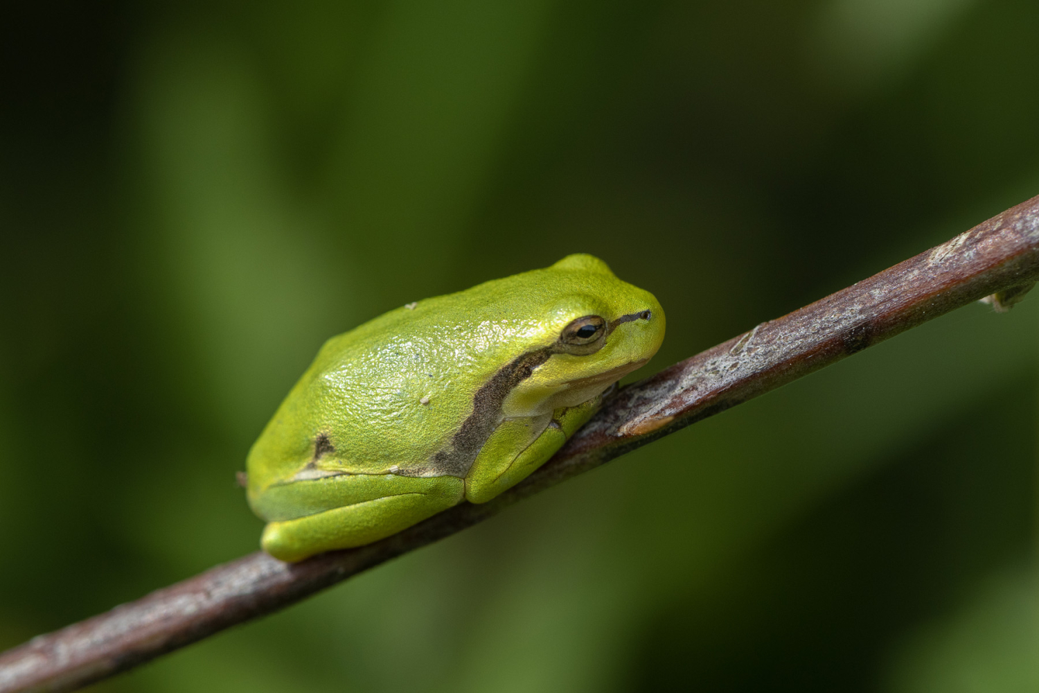 A Mediterranean Macro Safari - Alice Hunter Photography
